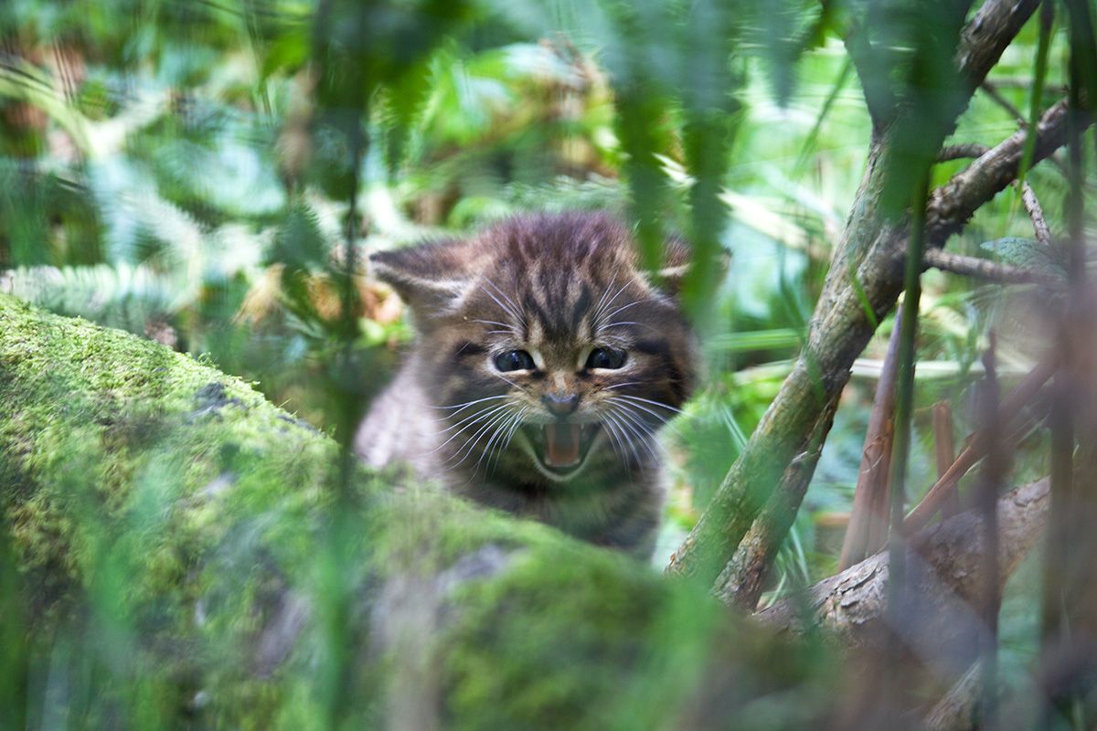These wildcat kittens are helping rewild Scotland | Rewilding Magazine