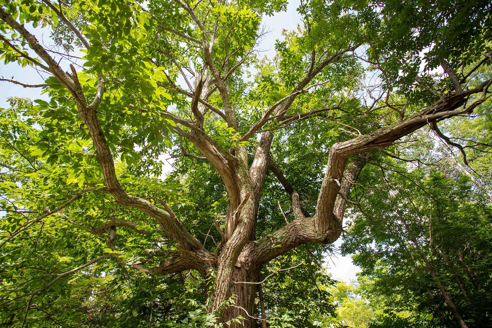 How Resistance Breeding Aims to Save Endangered Trees