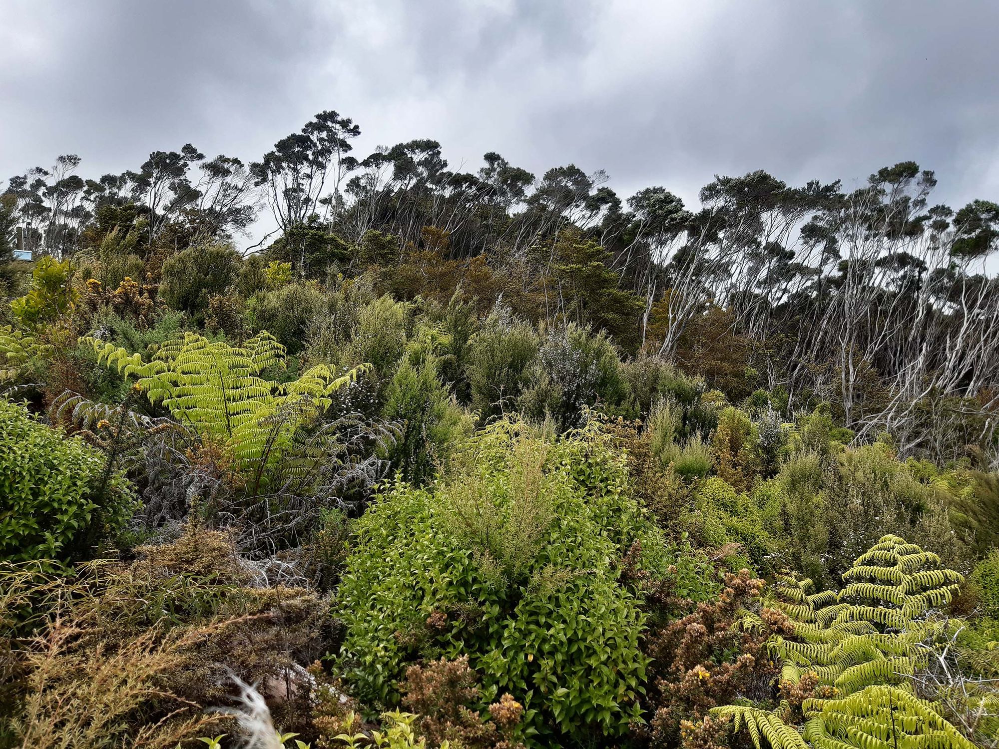 Wildlife Plants And Trees