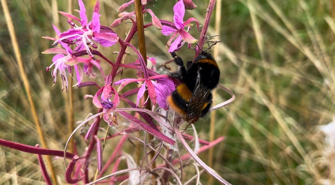 How Rewilding Denmarkfield Has Brought Back the Bees