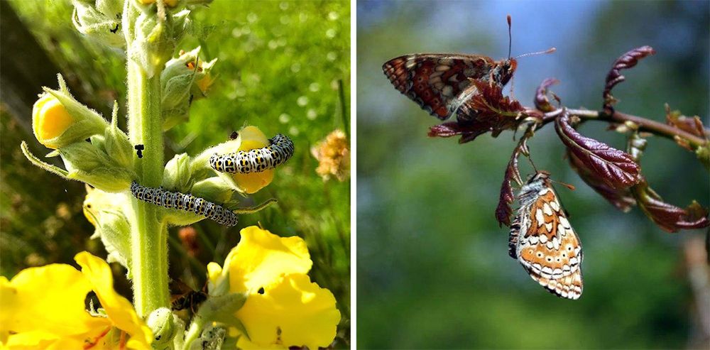 Victoria Hillsdon, Venn Nurseries | Rewilding Magazine