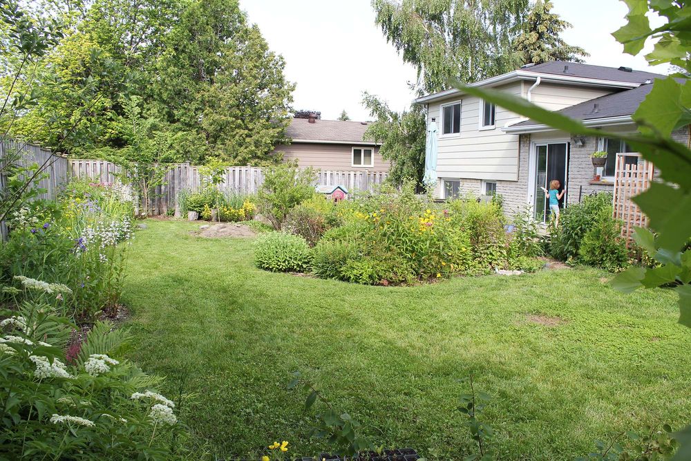 6 Tips for Rewilding Your Home, Garden and Yard