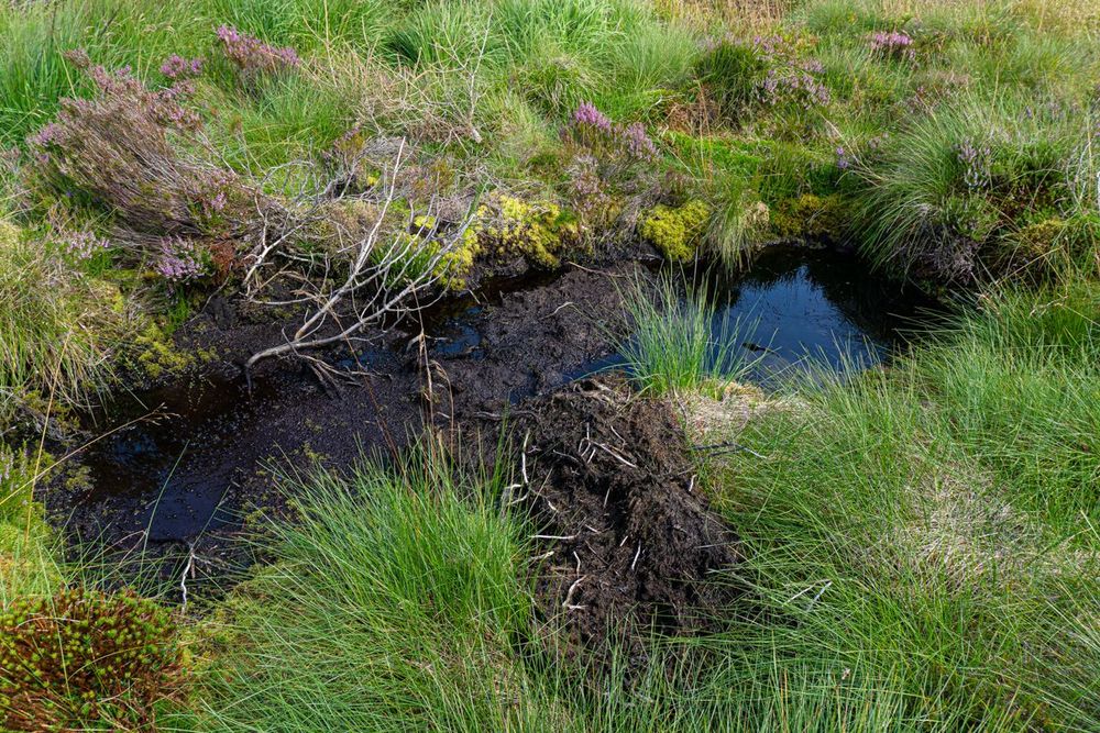 Peat Bogs Are Massive Carbon Stores That We Need to Protect
