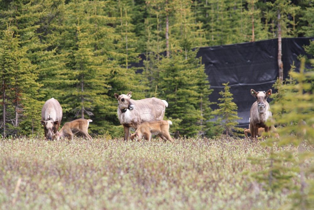 Indigenous knowledge and science team up to triple a caribou herd
