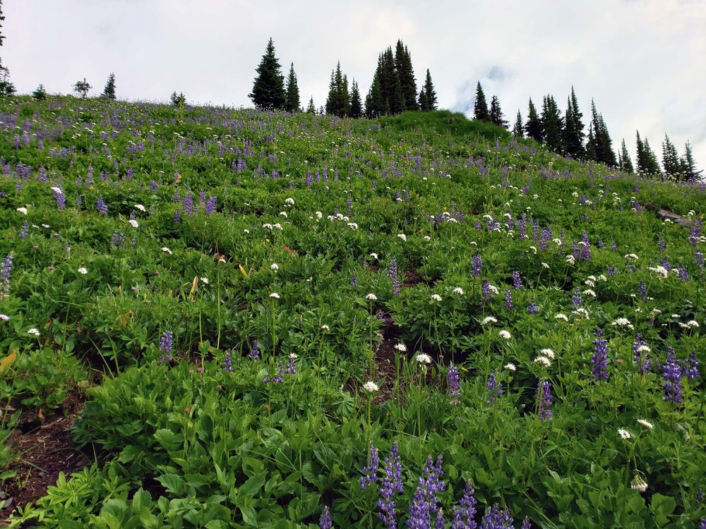 How Do We Protect Wolverines? It Starts with Habitat