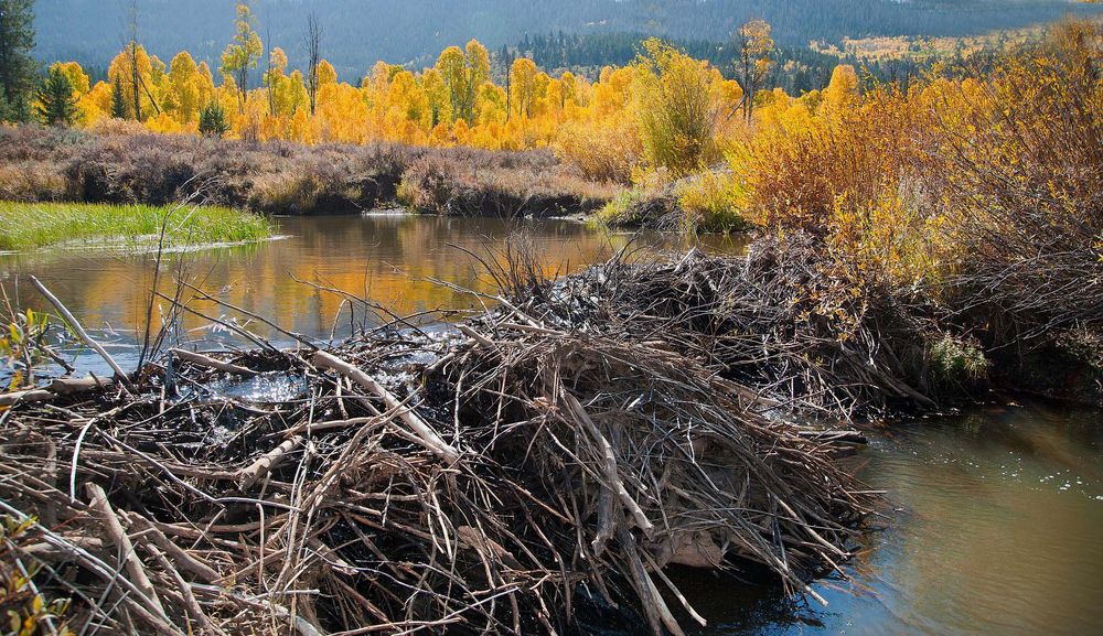 What Beavers Can Teach Us About Managing Water