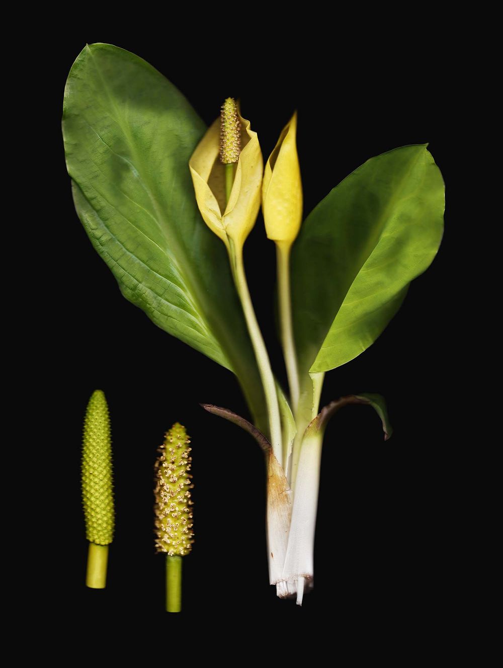 Laara Cerman Is Rekindling Our Relationship With Flora