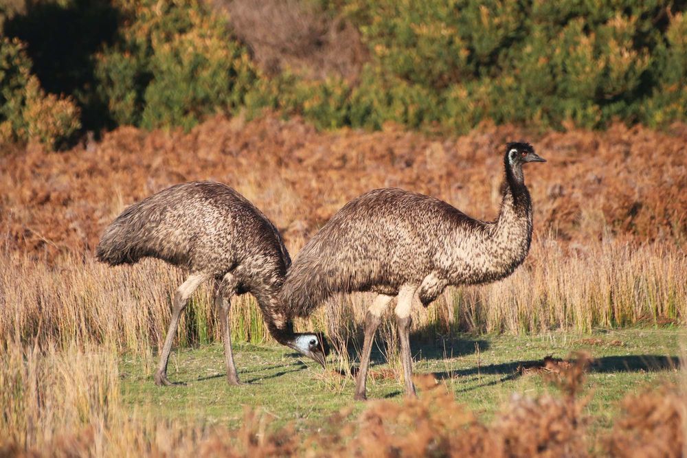 Tasmanian Emus Are Extinct. Is It Time to Bring Them Back?