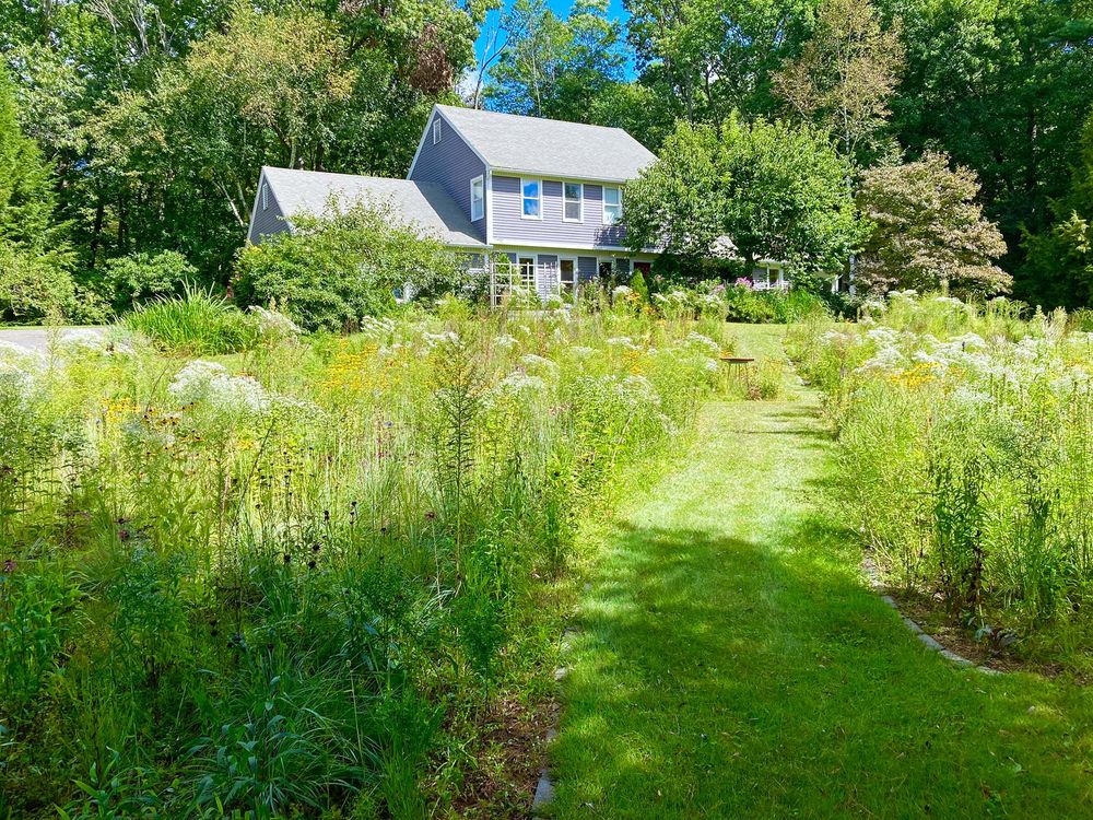 6 Tips to Turn Your Yard into a Meadow
