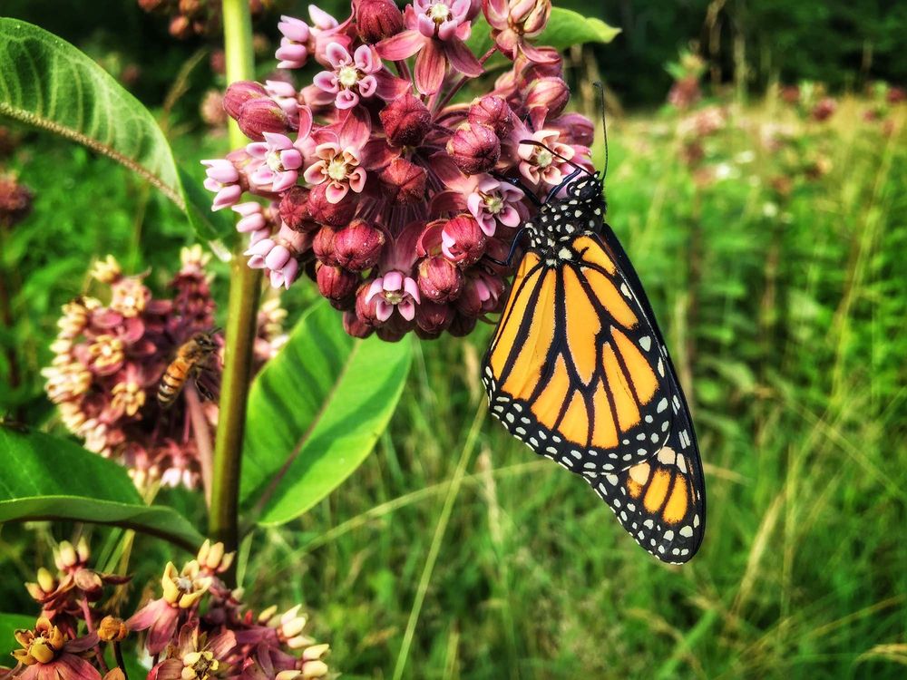 Want to Help Save Monarchs? Here Are 5 Things You Can Do