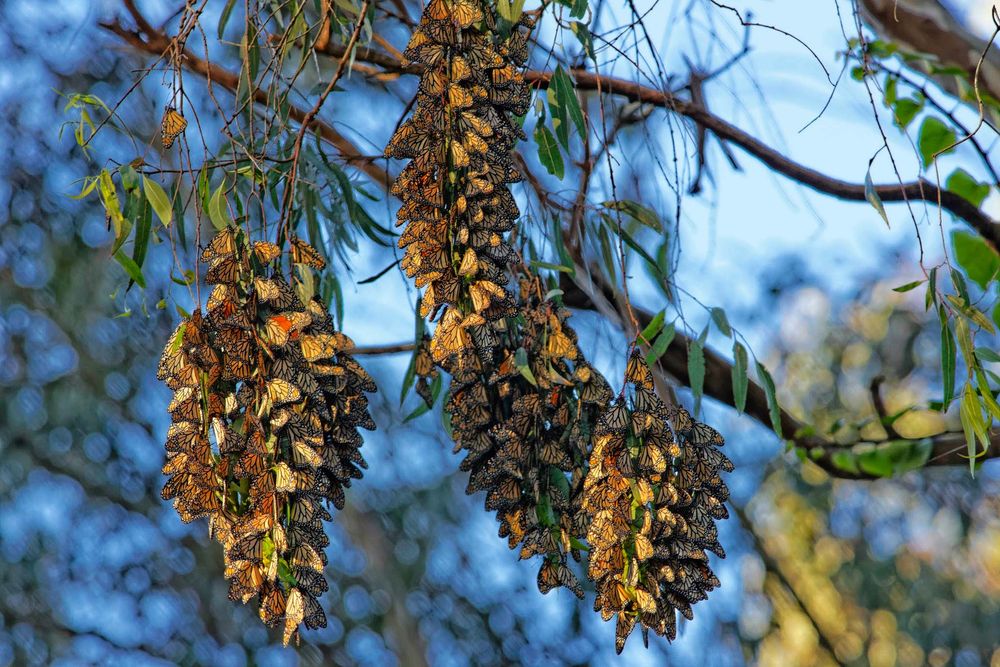 Want to Help Save Monarchs? Here Are 5 Things You Can Do