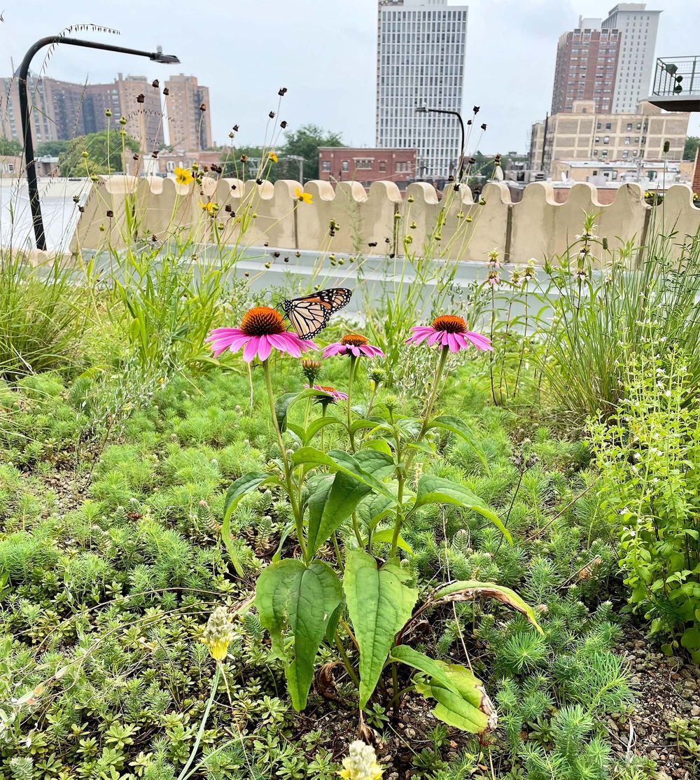 How (and Why) to Welcome Insects to Your Garden