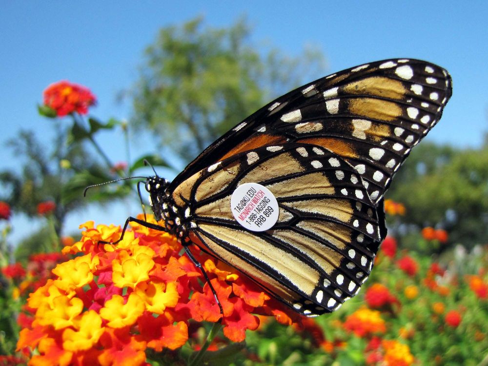 Want to Help Save Monarchs? Here Are 5 Things You Can Do