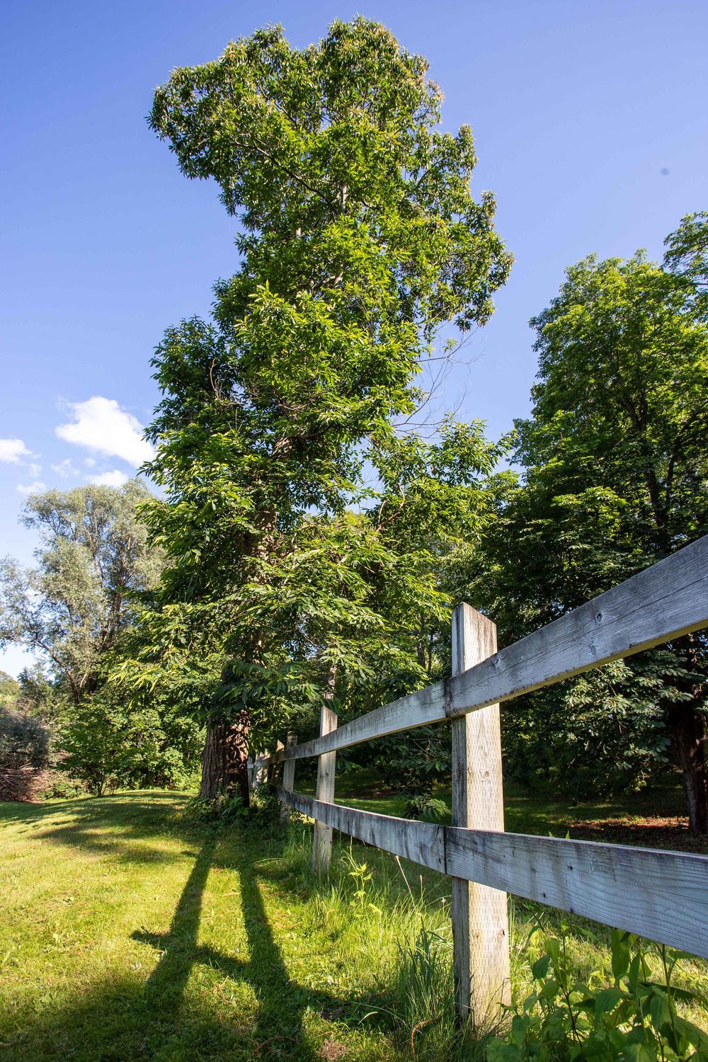 How Resistance Breeding Aims to Save Endangered Trees