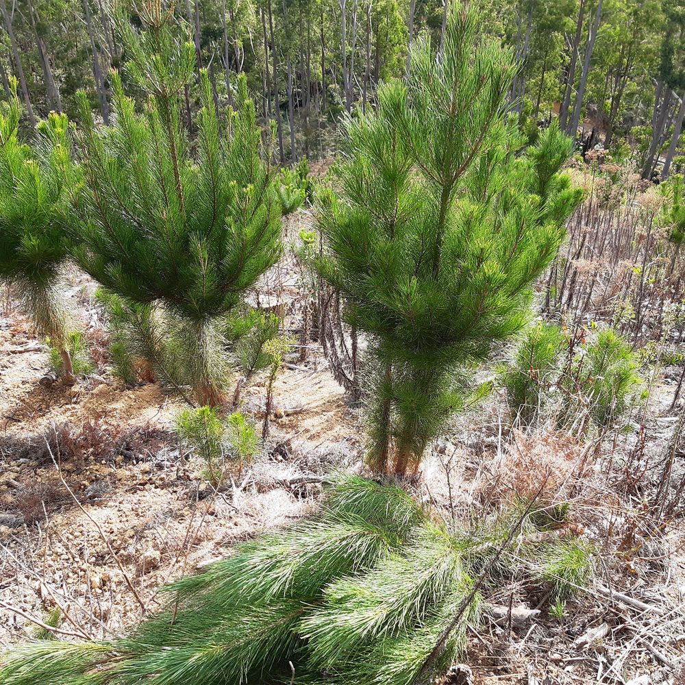 “How I'm Restoring Native Bush on My New Zealand Property”