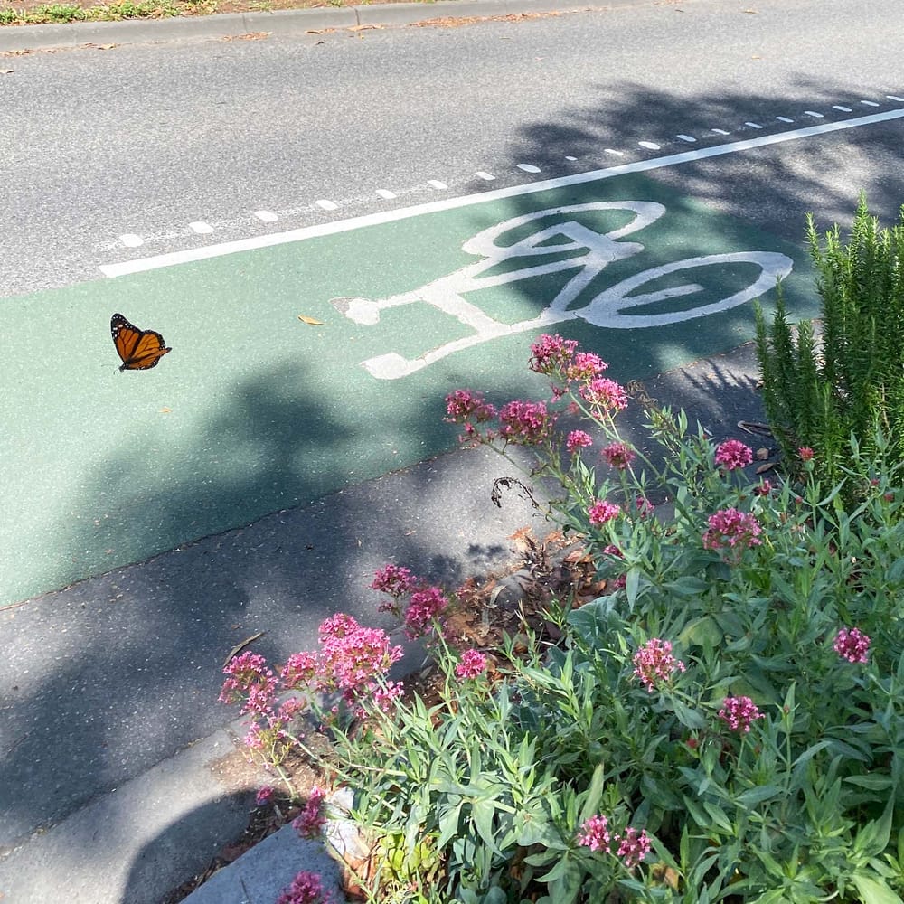 This Pollinator Corridor Is Transforming Melbourne’s Streets