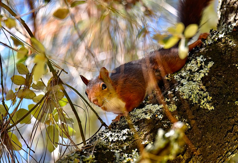 The Surprising Benefits of Urban Rewilding