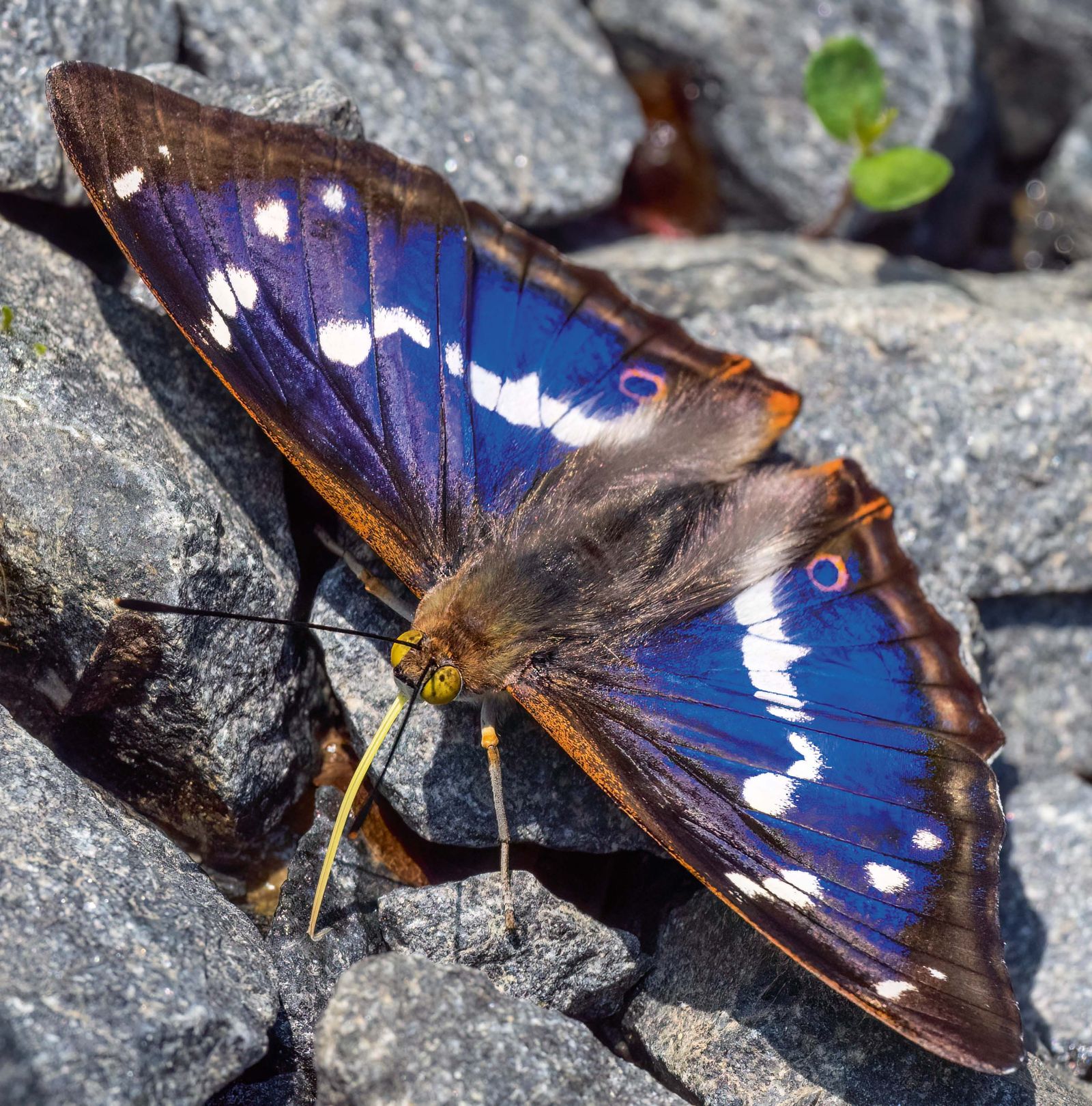 How (and Why) to Photograph Butterflies
