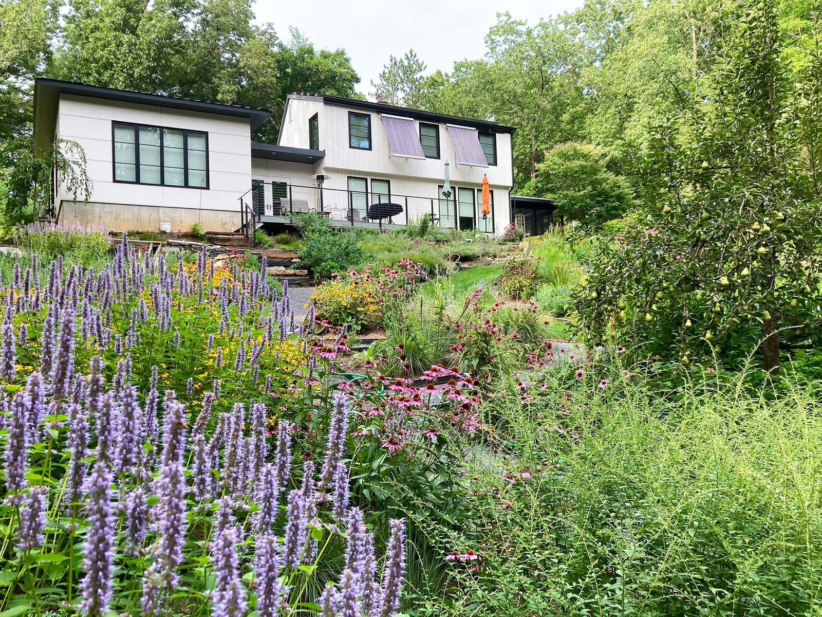 6 Tips to Turn Your Yard into a Meadow