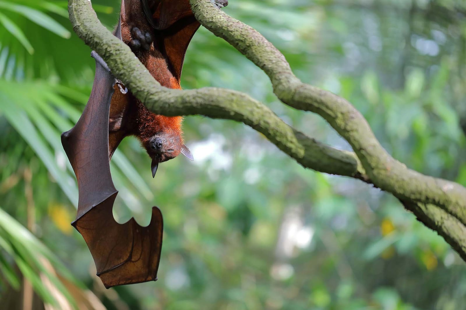 How (and Why) to Garden for Bats and Support Biodiversity
