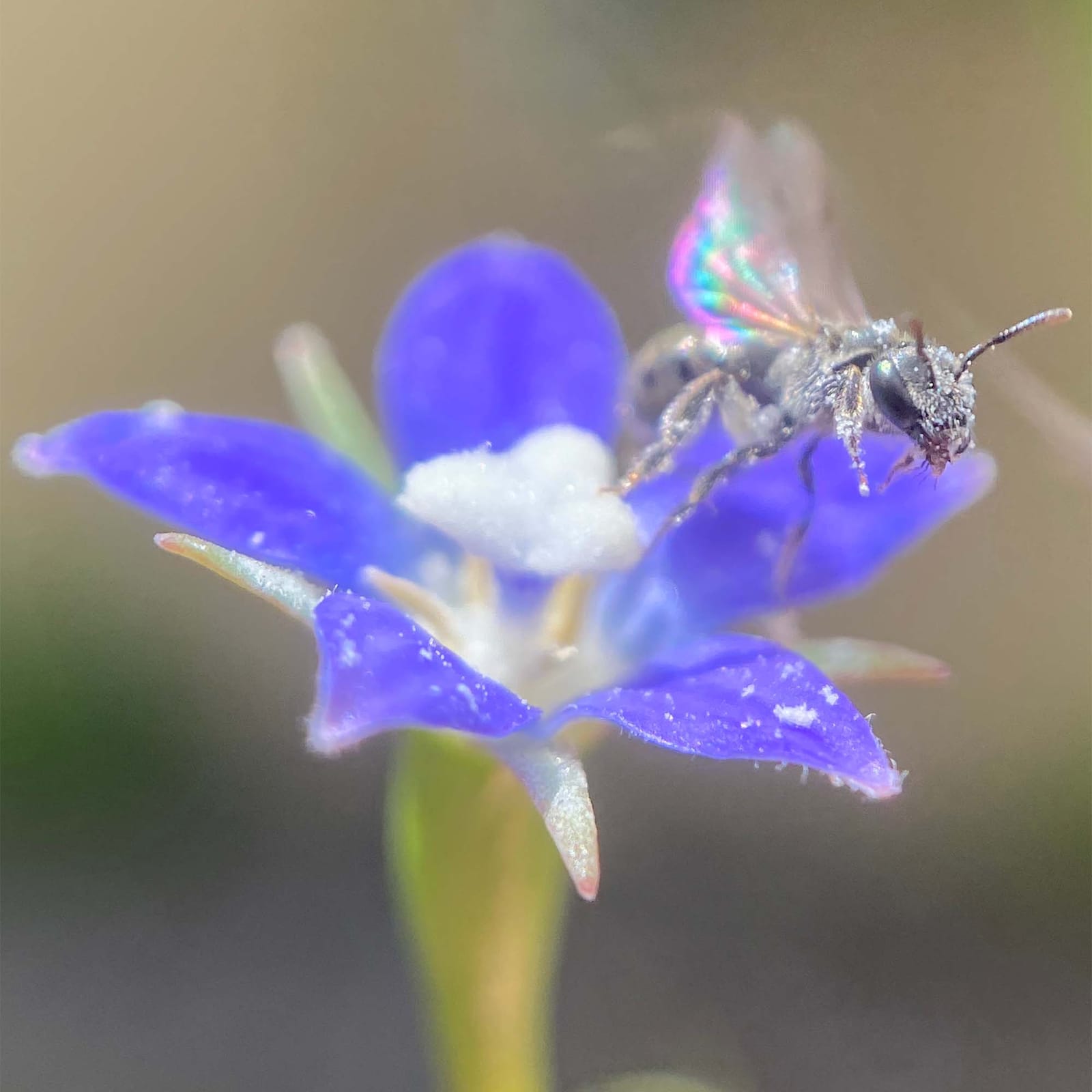 This Pollinator Corridor Is Transforming Melbourne’s Streets