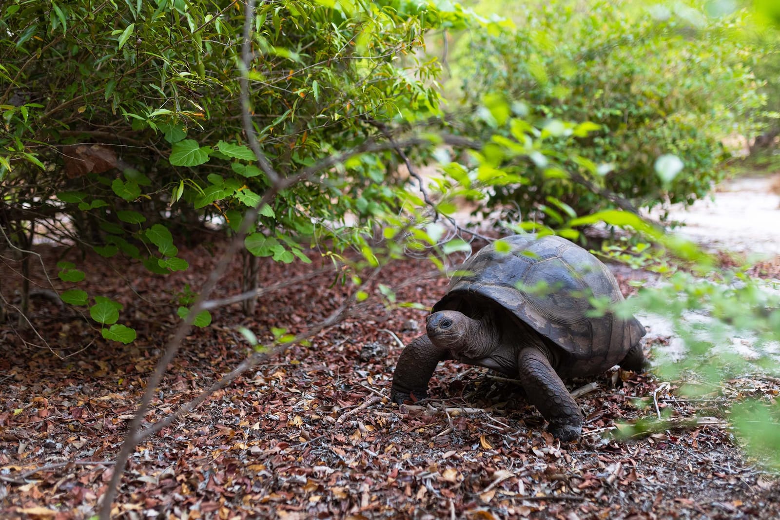 Giant Tortoises Are Back in Madagascar After 600 years