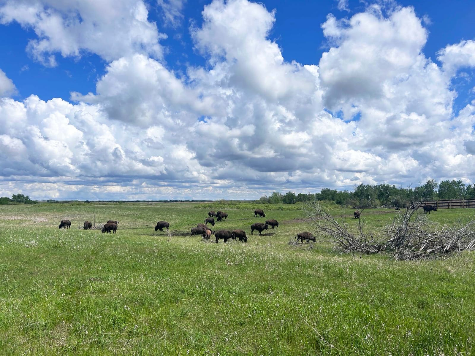 The Return of the Bison