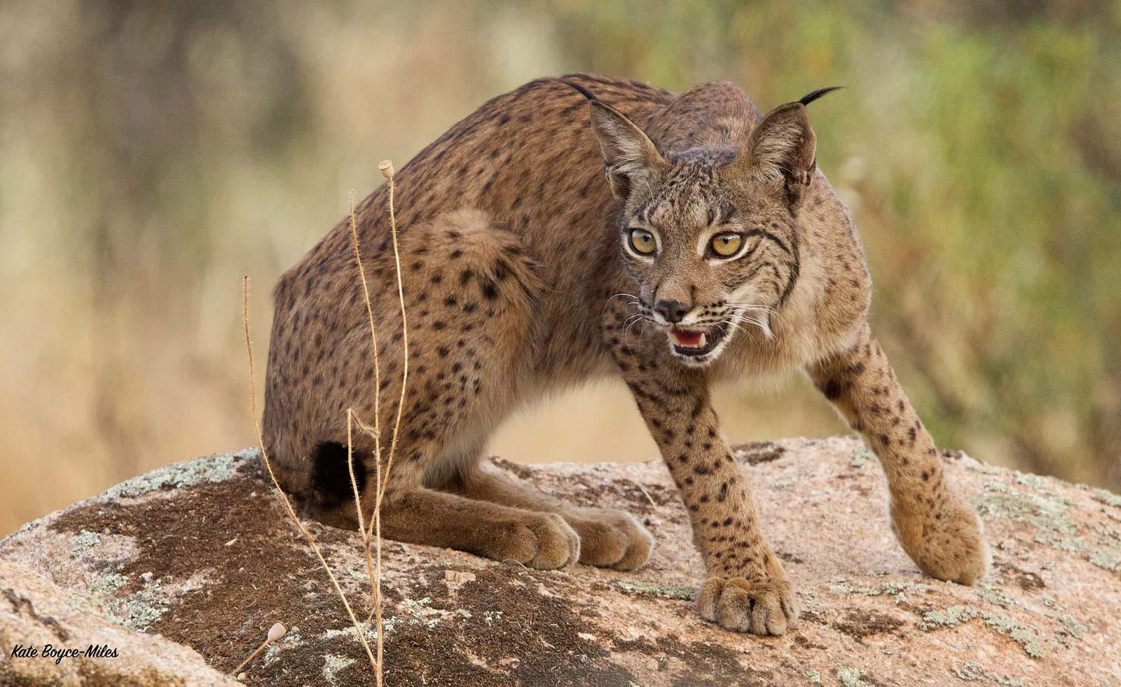 The Great Comeback of the Iberian Lynx