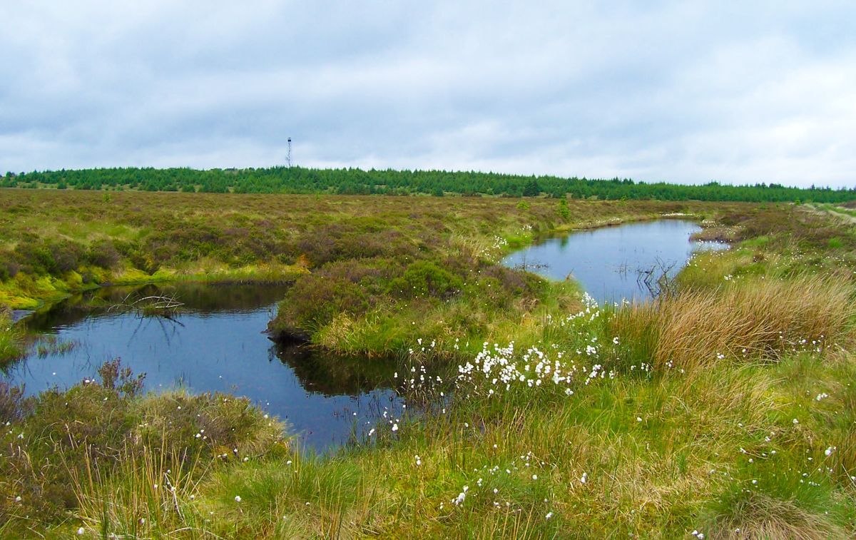 Peat Bogs Are Massive Carbon Stores That We Need to Protect