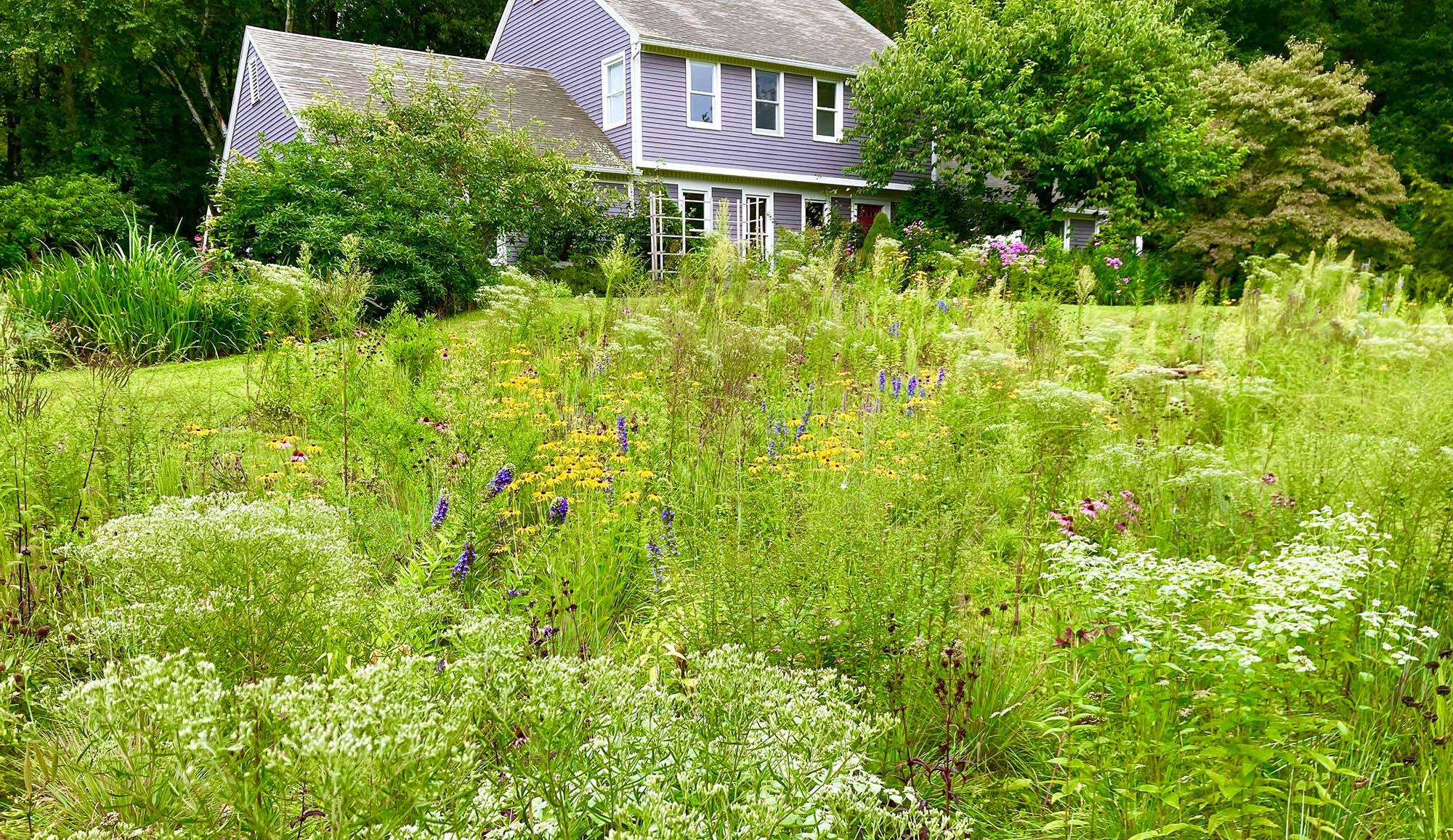 6 Tips To Turn Your Yard Into A Meadow 