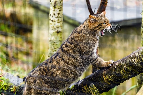 These wildcat kittens are helping rewild Scotland | Rewilding Magazine