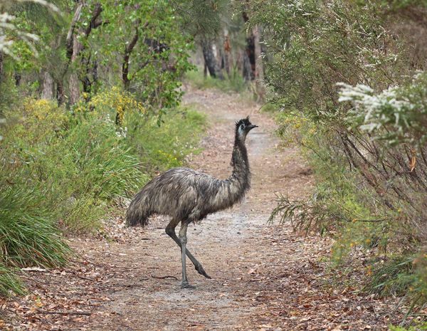 Tasmanian Emus Are Extinct. Is It Time to Bring Them Back?