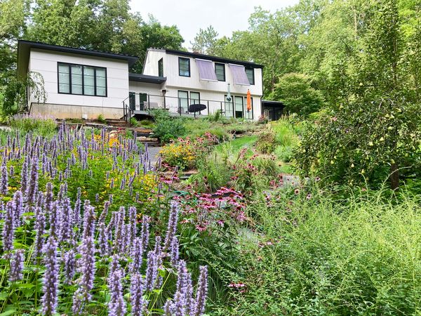 6 Tips to Turn Your Yard into a Meadow