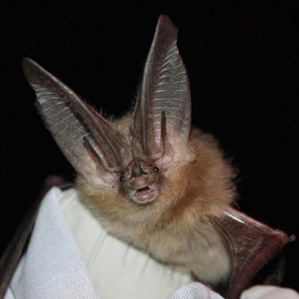 How (and Why) to Garden for Bats and Support Biodiversity