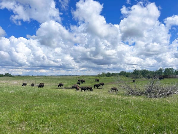 The Return of the Bison