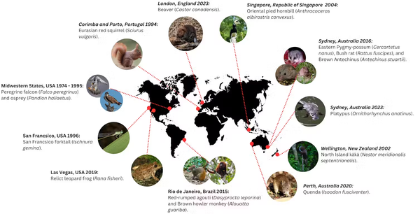 The Surprising Benefits of Urban Rewilding