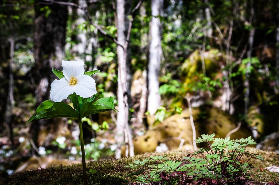 Rewilding Magazine - Join the Movement for a Wilder World